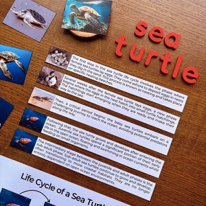 Sea Turtle Unit Study All About Sea Turtles Anatomy Sea Turtle Life ...