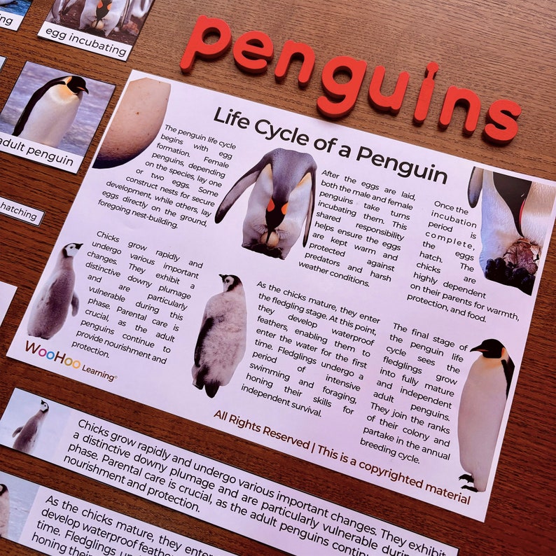 Penguins Life Cycle of a Penguin Life Cycle Unit Study Life Cycle of a ...