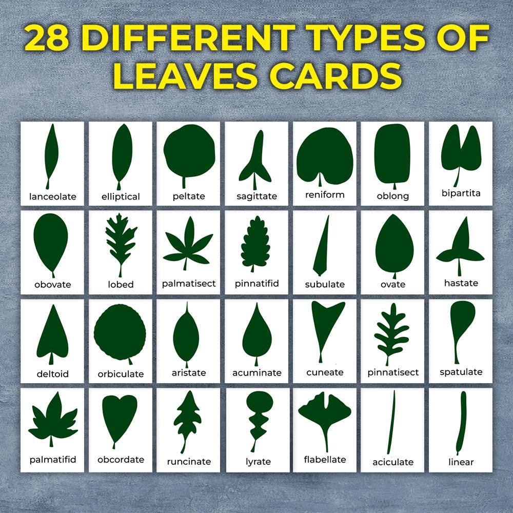 Leaf Shapes 3-part Cards | Type of Leaf Flashcards | Montessori Botany ...