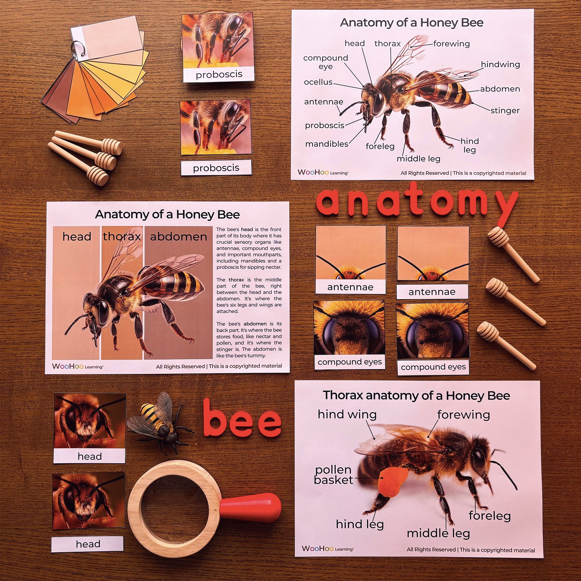Honey Bee Unit Study Honey Bee Anatomy Honey Bee Life Cycle Honey Bee ...