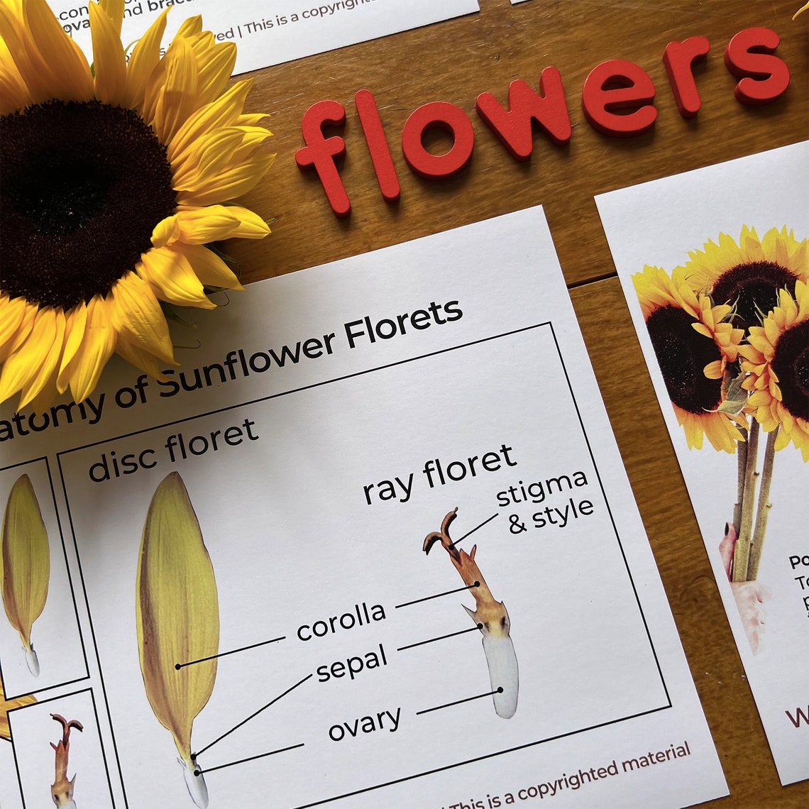 Parts of a Sunflower Anatomy Poster Sunflower Parts of a Sunflower ...