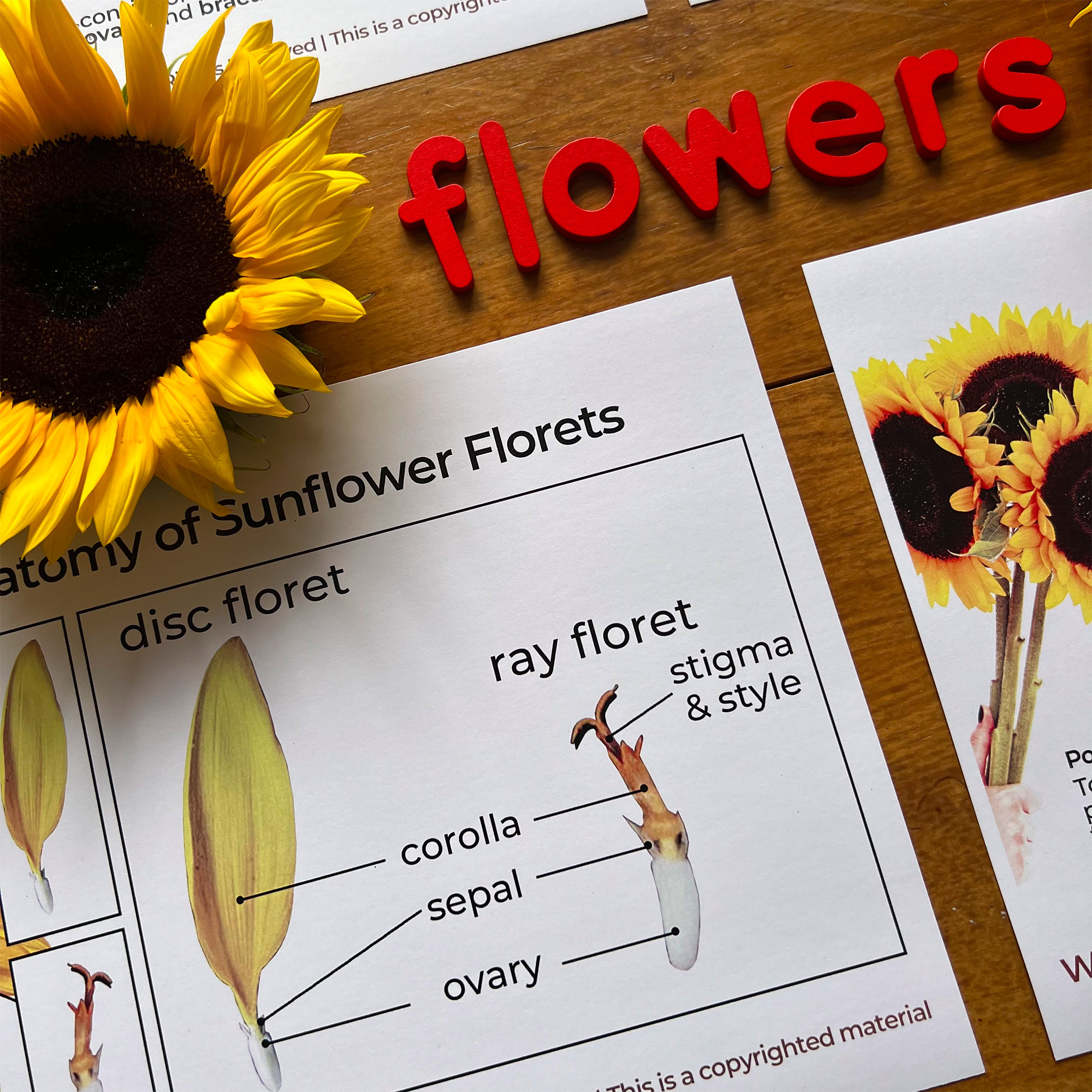 Parts of a Sunflower Anatomy Poster Sunflower Parts of a Sunflower ...