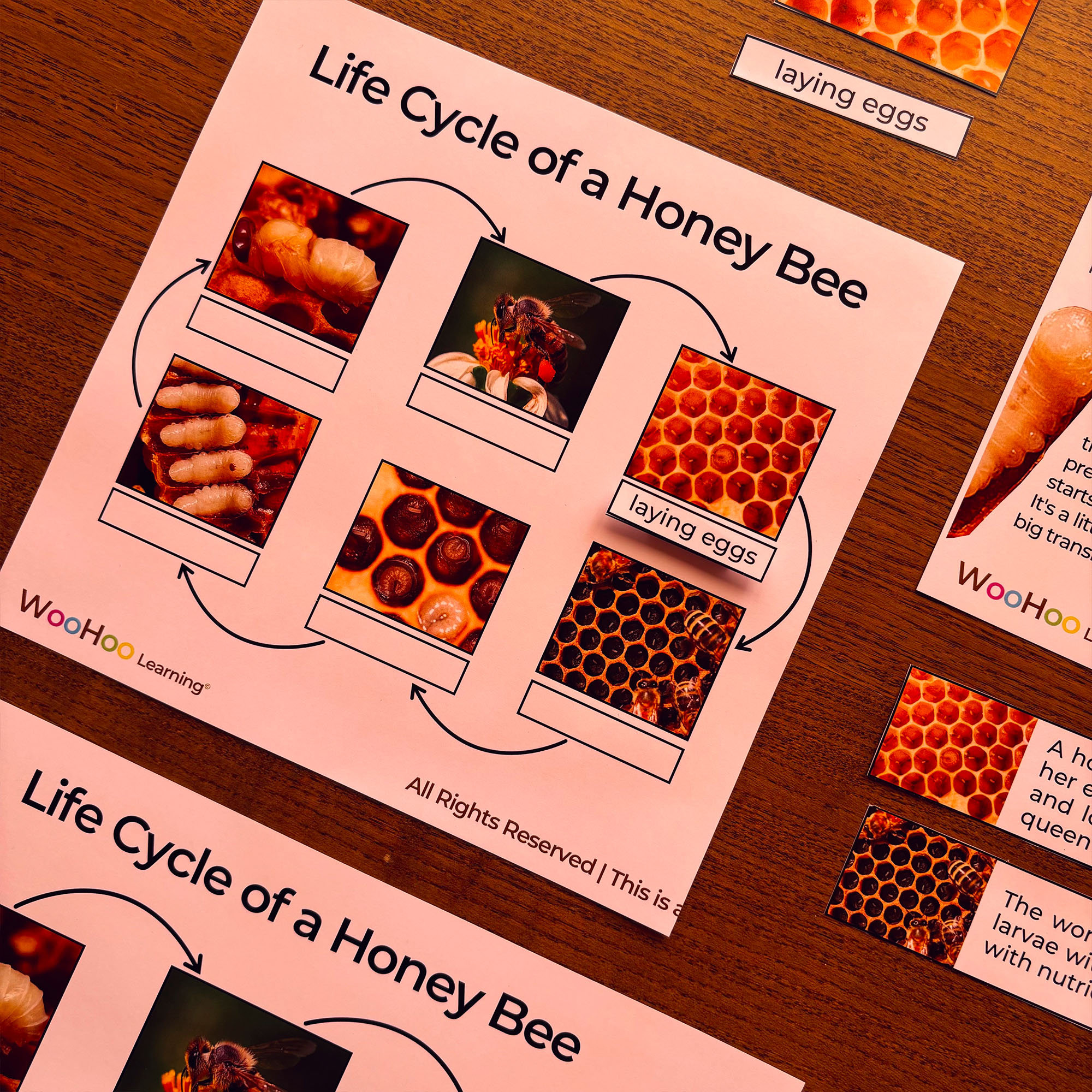 Honey Bee Life Cycle Bee Life Cycle Poster Life Cycle of the Honey Bee ...