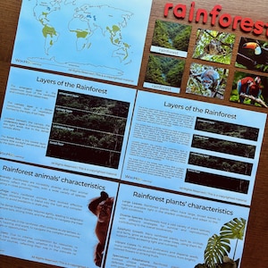 Rainforest Habitat Unit Study Rainforest Biome All About Rainforest ...