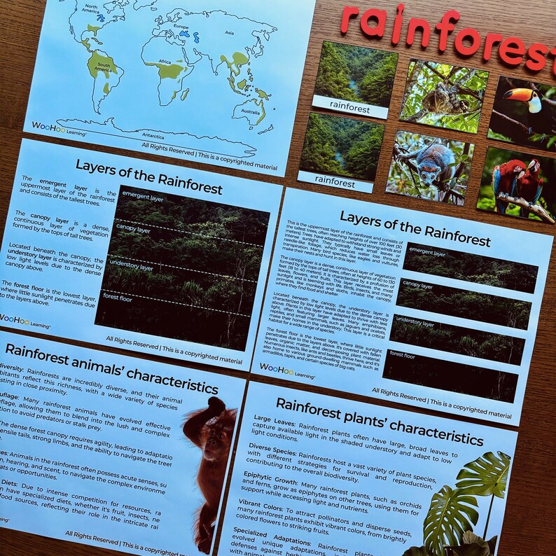 Rainforest Habitat Unit Study Rainforest Biome All About Rainforest ...