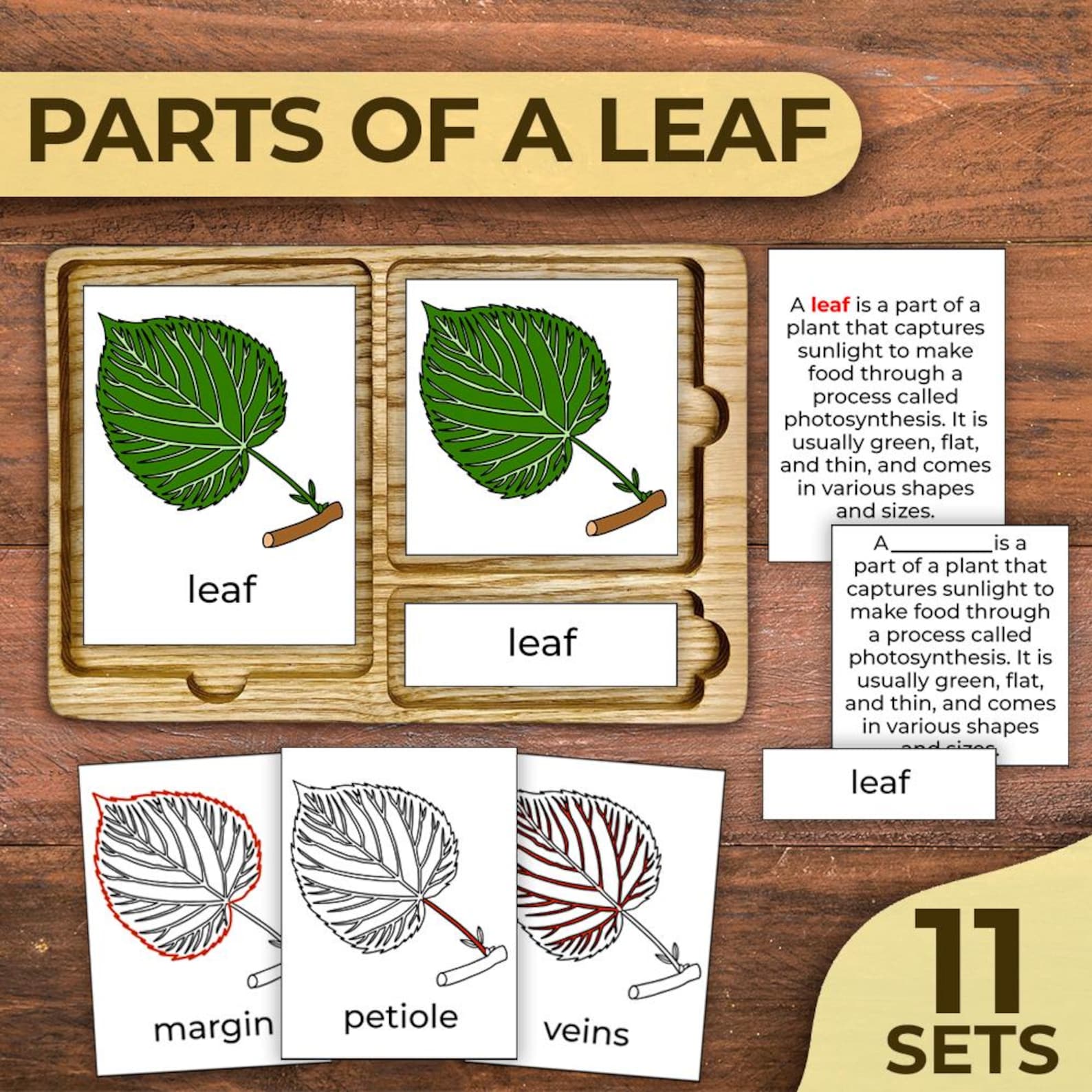 Parts of a Leaf Montessori Botany Nomenclature Cards Leaf Labeled ...