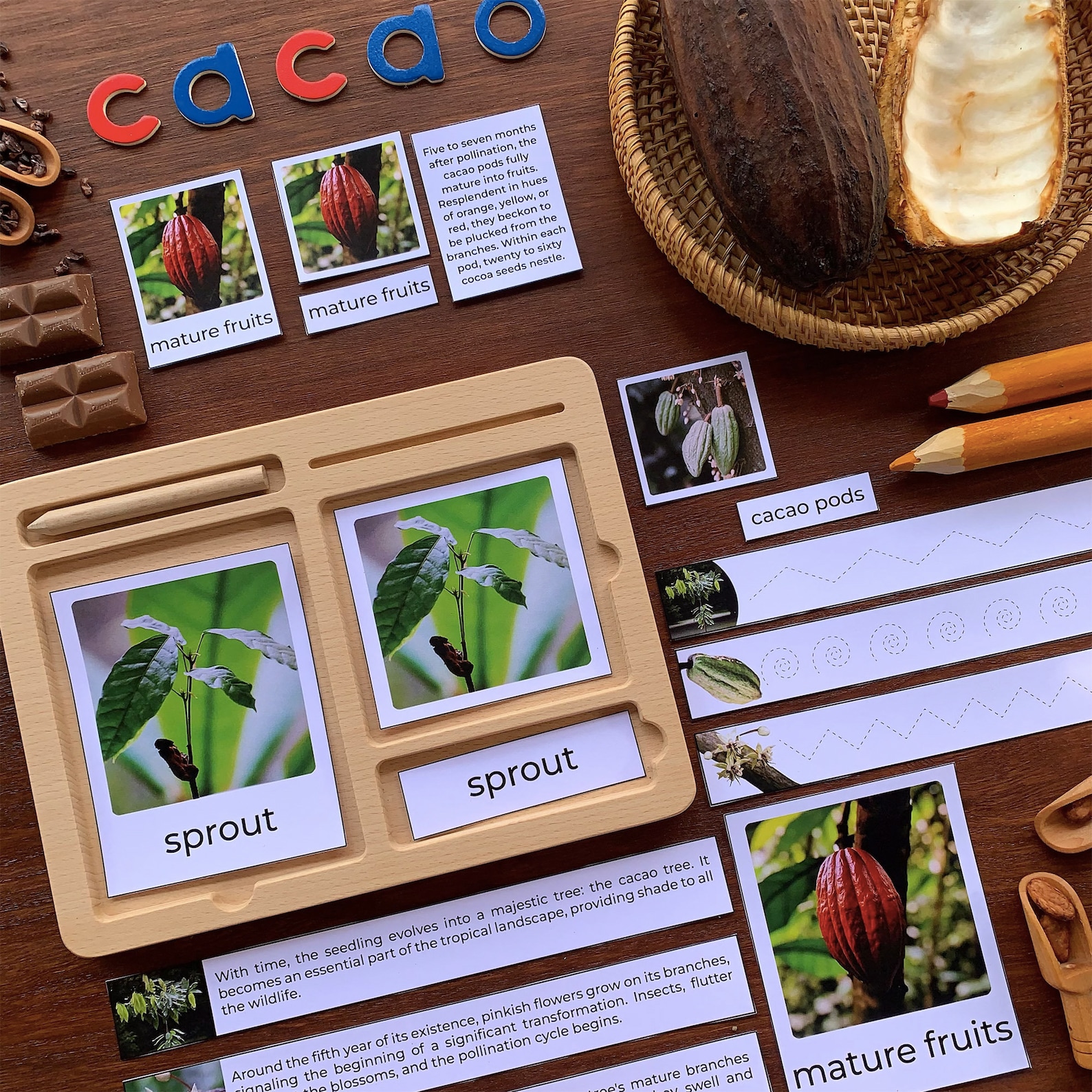 Cacao Tree Life Cycle Cacao Plant Life Cycle Cacao Life Cycle Printable ...