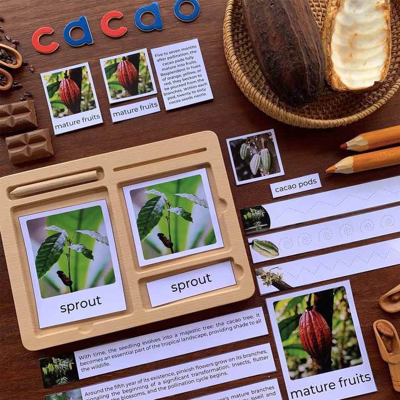Cacao Tree Life Cycle Cacao Plant Life Cycle Cacao Life Cycle Printable ...
