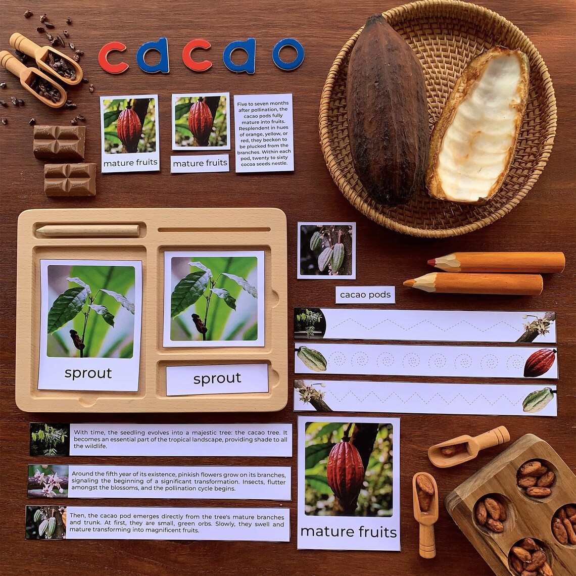 Cacao Tree Life Cycle Cacao Plant Life Cycle Cacao Life Cycle Printable ...