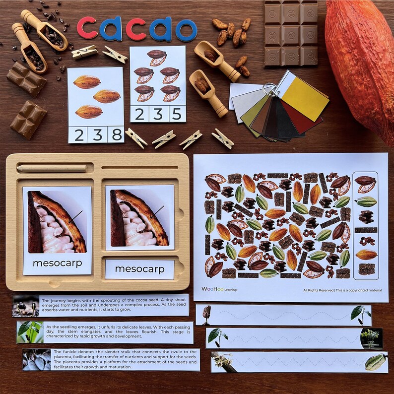 Cacao Unit Study Cacao Homeschooling Unit Cacao Tree Life Cycle Cacao ...