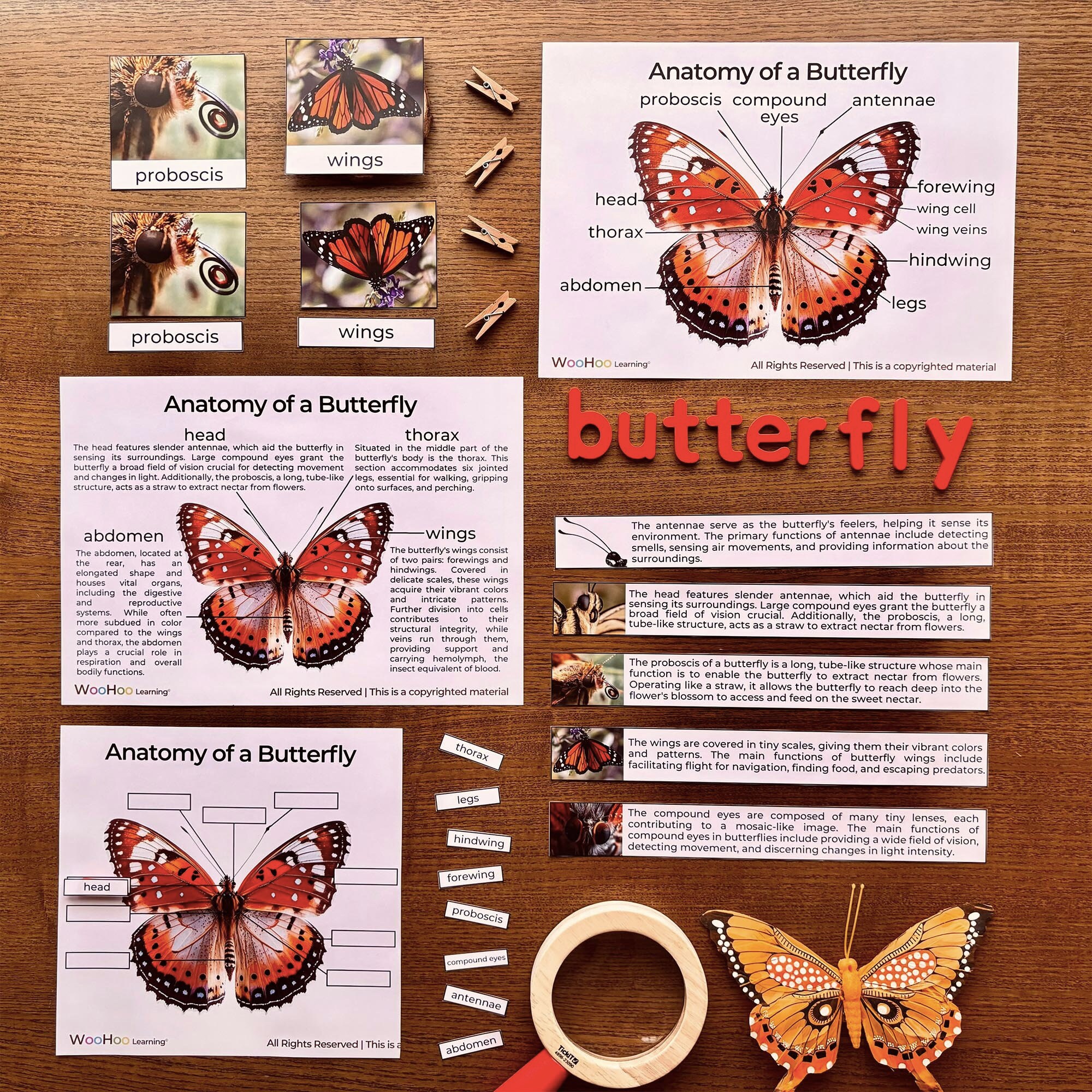 Butterfly Anatomy Unit Butterfly Parts Butterfly Nature Study Parts of ...