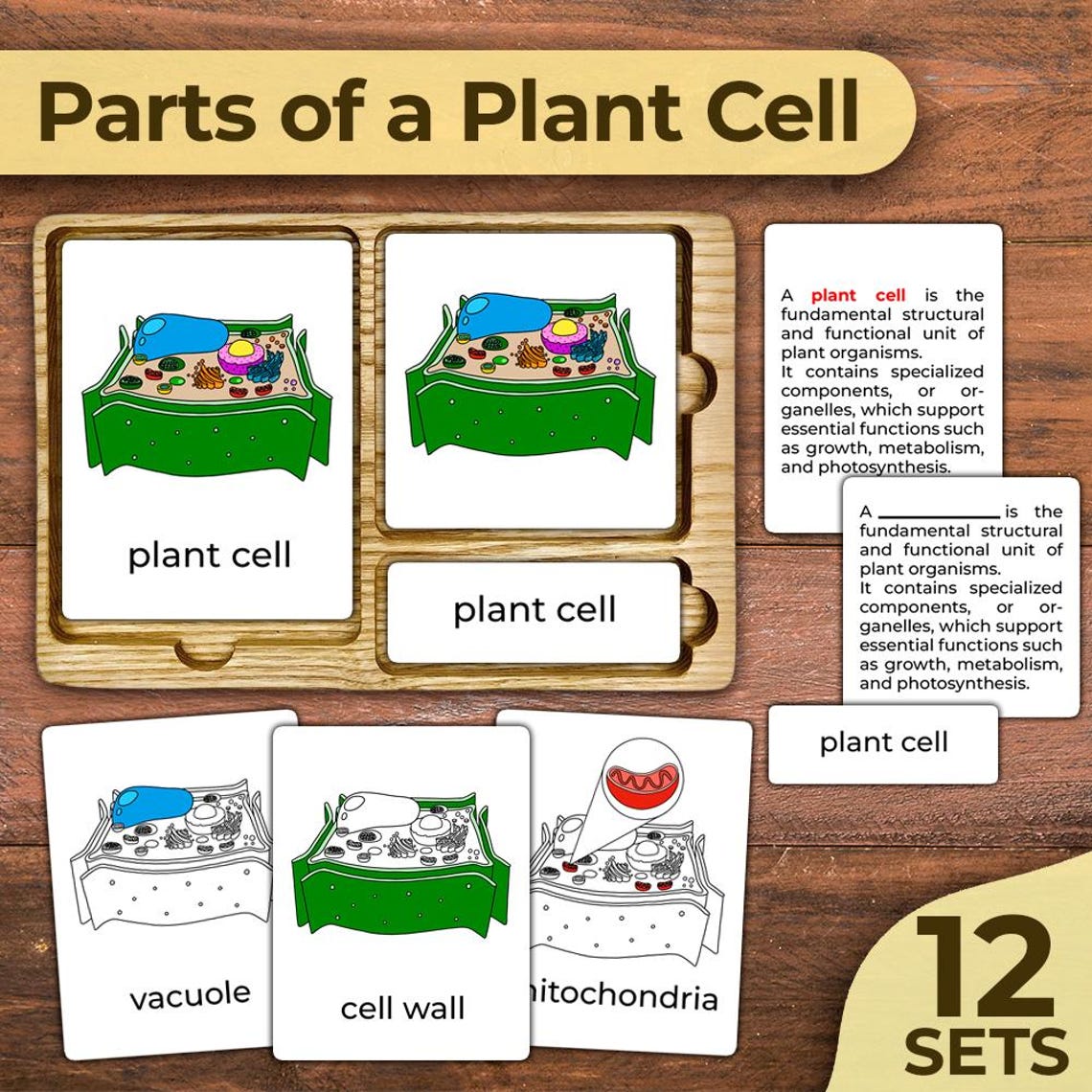 Parts of a Plant Cell Nomenclature Cards Plant Cell Diagram Plant Cell ...