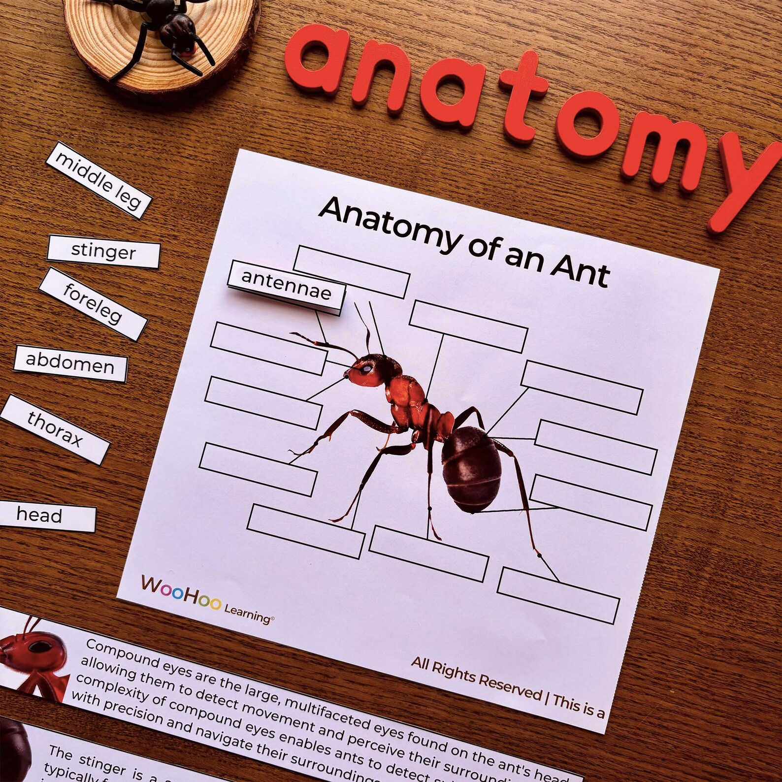 Ants Anatomy Parts of an Ant Anatomy Unit Study Ants Anatomy Nature ...