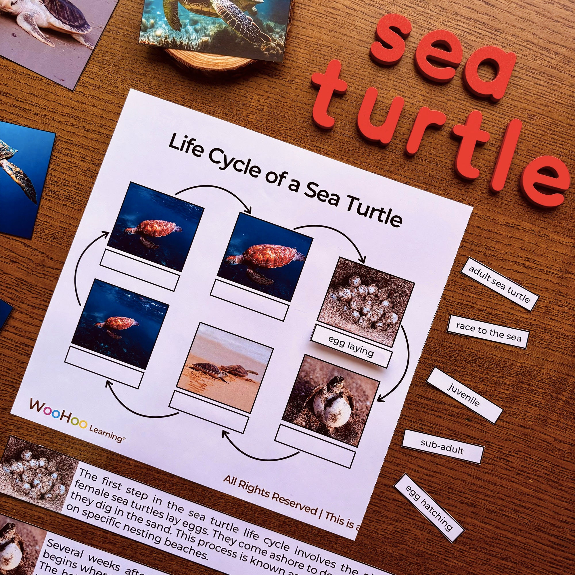Sea Turtle Life Cycle of a Sea Turtle All About Sea Turtles Sea Turtle ...