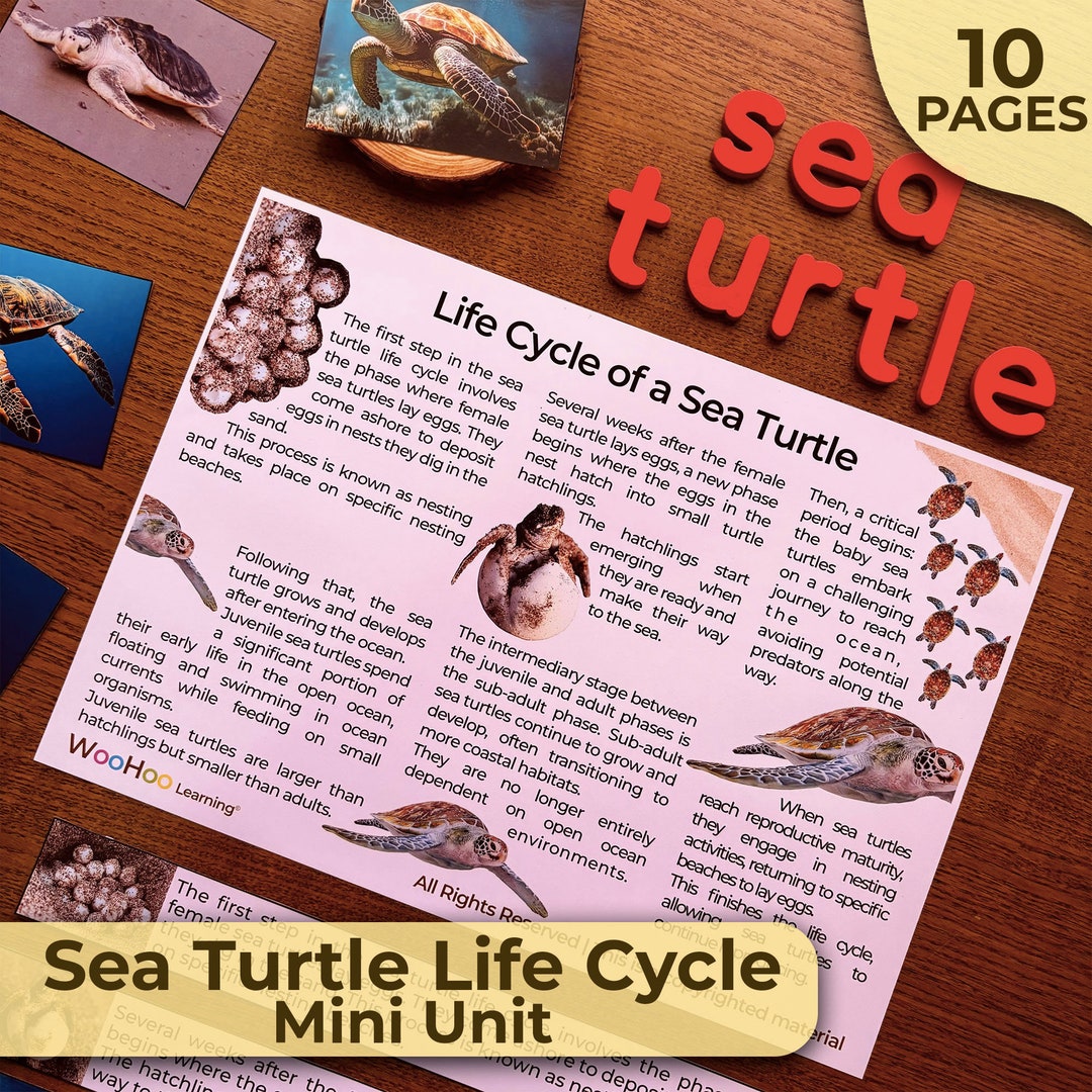 Sea Turtle Life Cycle of a Sea Turtle All About Sea Turtles Sea Turtle ...