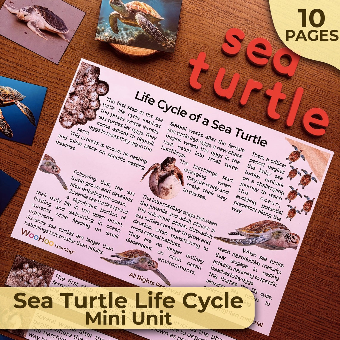 Sea Turtle Life Cycle of a Sea Turtle All About Sea Turtles Sea Turtle ...