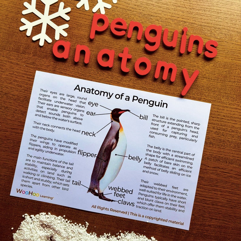 Penguin Anatomy Parts of a Penguin Parts Penguin Anatomy Display Poster ...