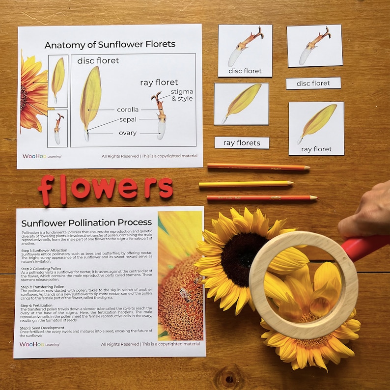 Parts of a Sunflower Anatomy Poster Sunflower Parts of a Sunflower ...