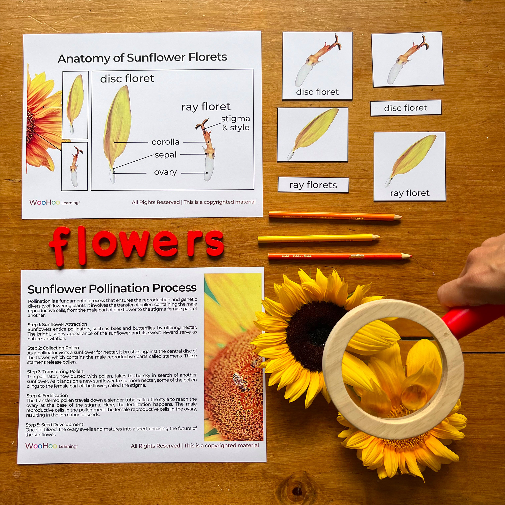 Parts of a Sunflower Anatomy Poster Sunflower Parts of a Sunflower ...