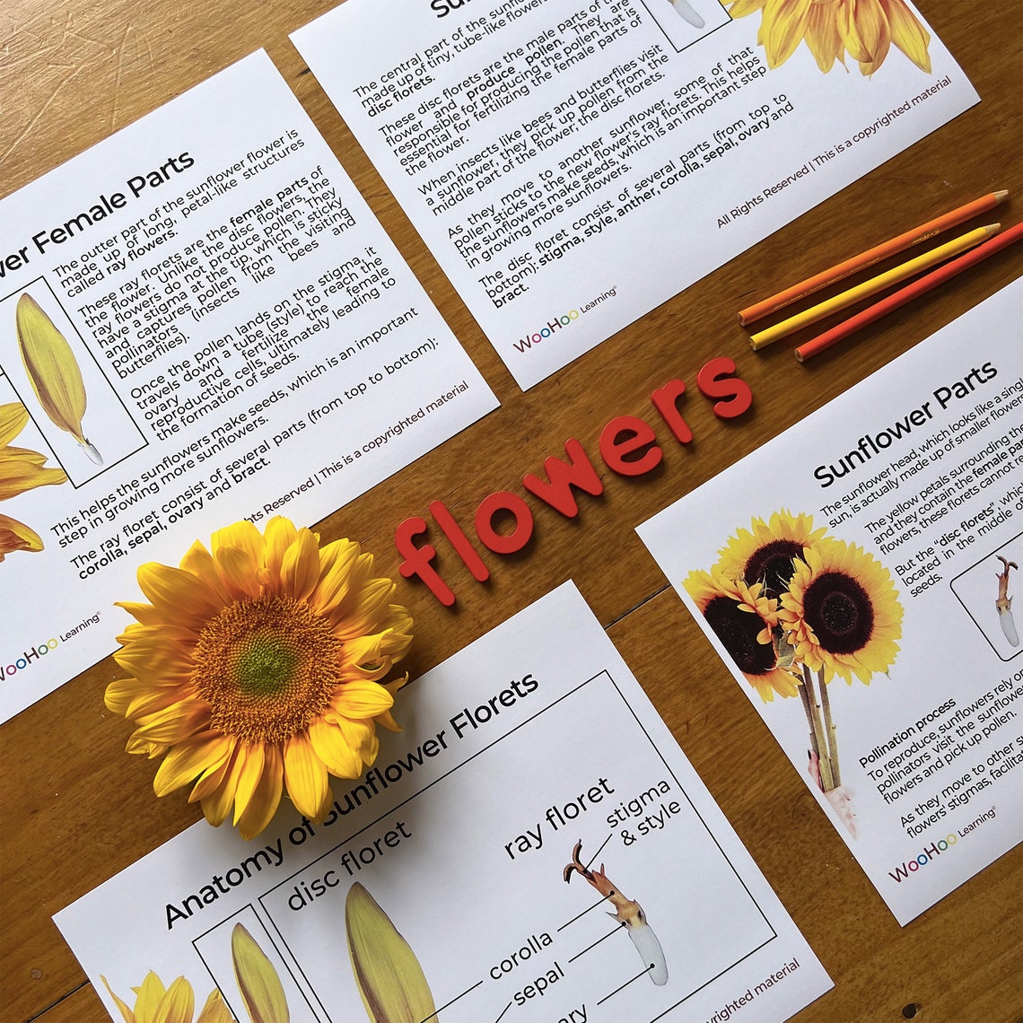 Parts of a Sunflower Anatomy Poster Sunflower Parts of a Sunflower ...