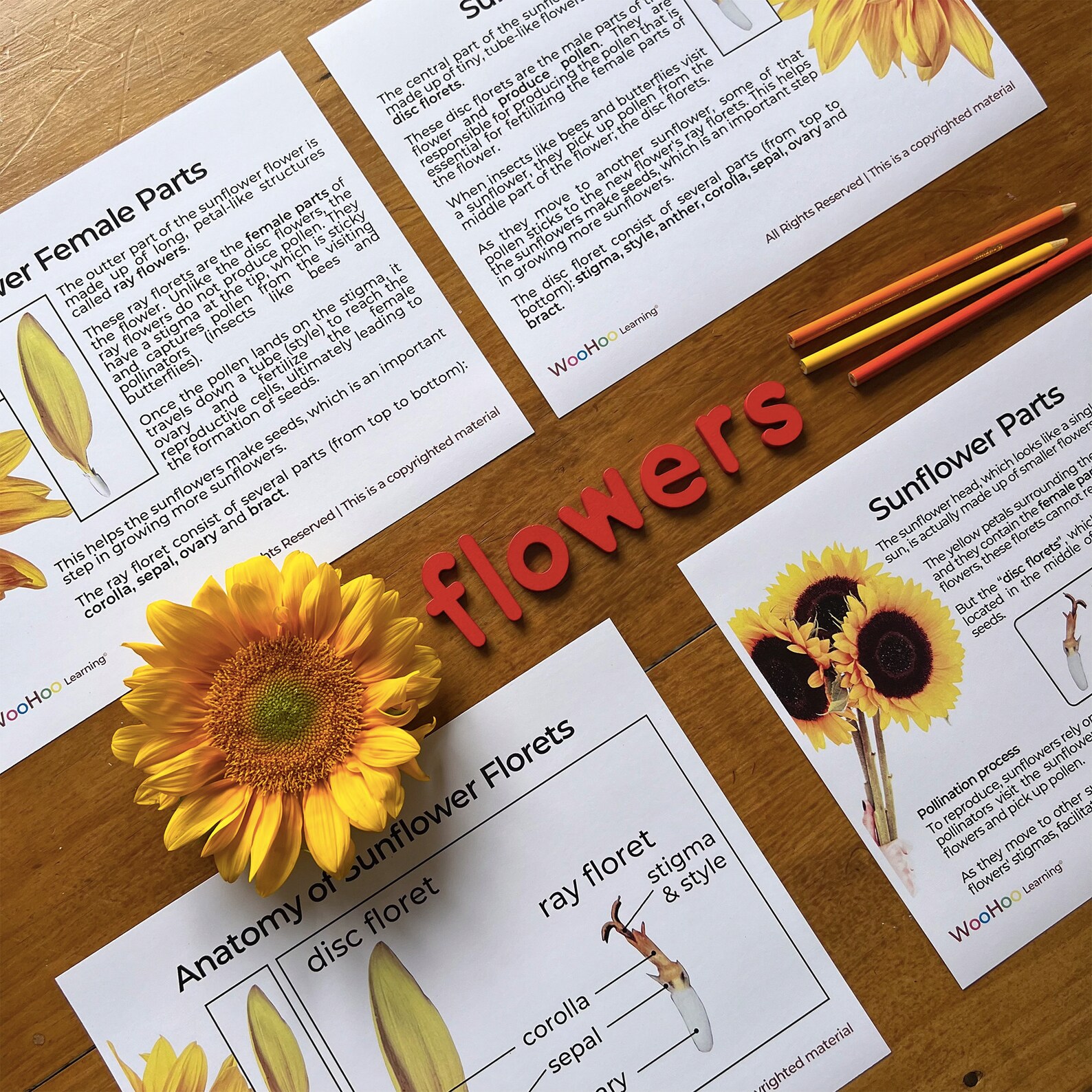 Parts of a Sunflower Anatomy Poster Sunflower Parts of a Sunflower ...