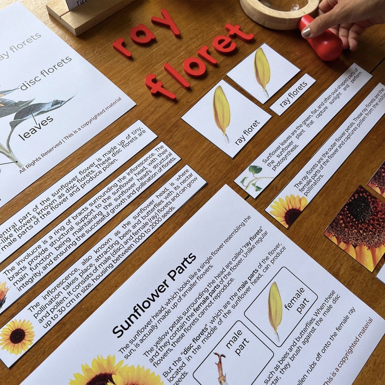 Parts of a Sunflower Anatomy Poster Sunflower Parts of a Sunflower ...