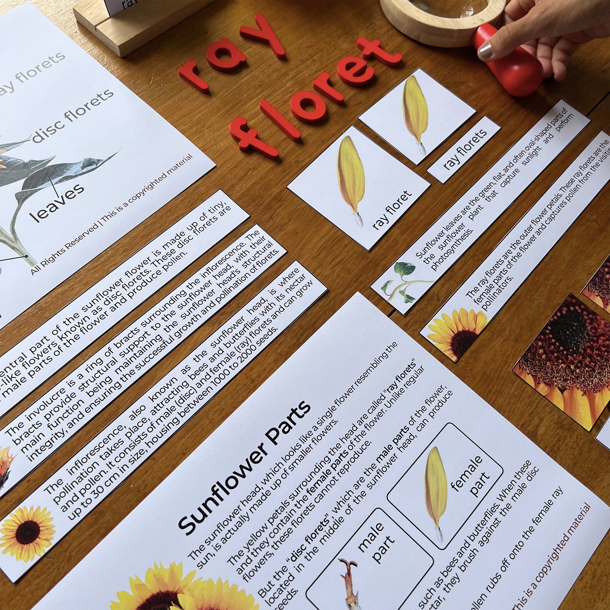 Parts of a Sunflower Anatomy Poster Sunflower Parts of a Sunflower ...