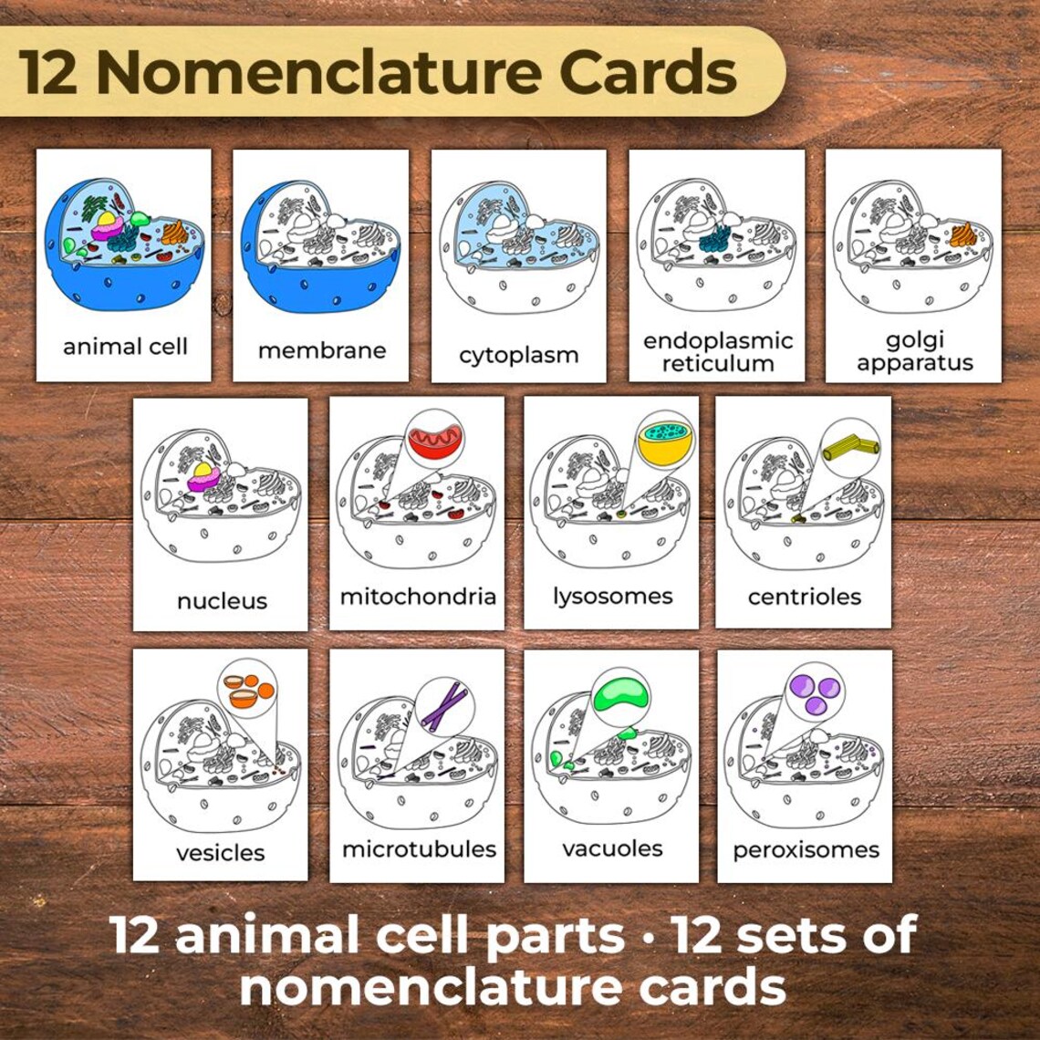 Parts of an Animal Cell Nomenclature Cards Animal Cell Diagram Animal ...