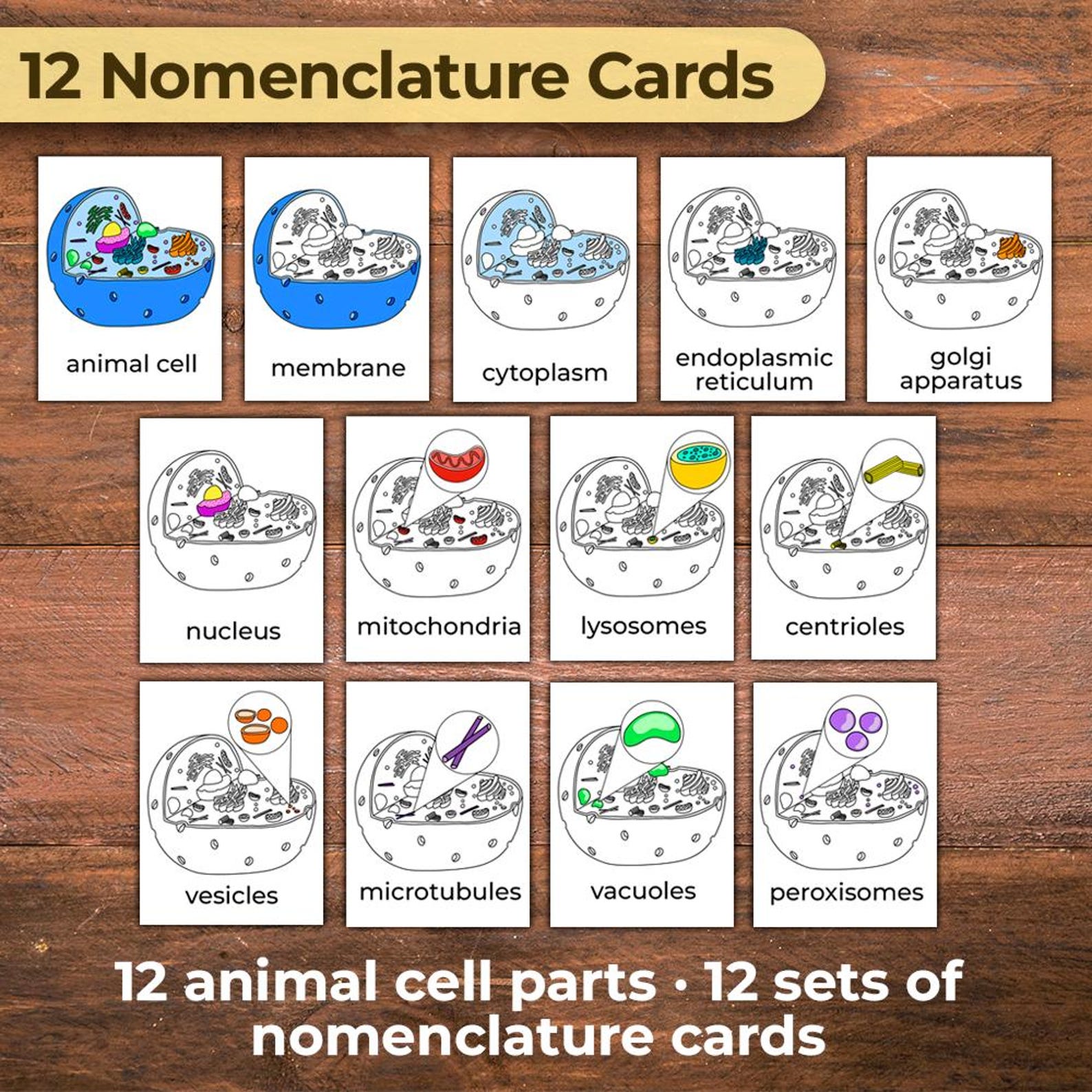 Parts of an Animal Cell Nomenclature Cards Animal Cell Diagram Animal ...