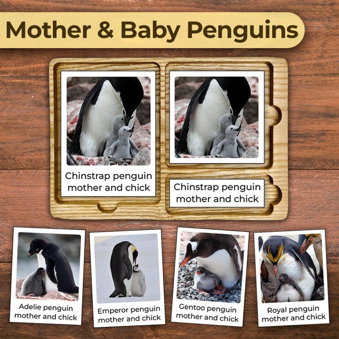 Penguin Species Penguins of the World Penguins 3-part Cards Penguin ...