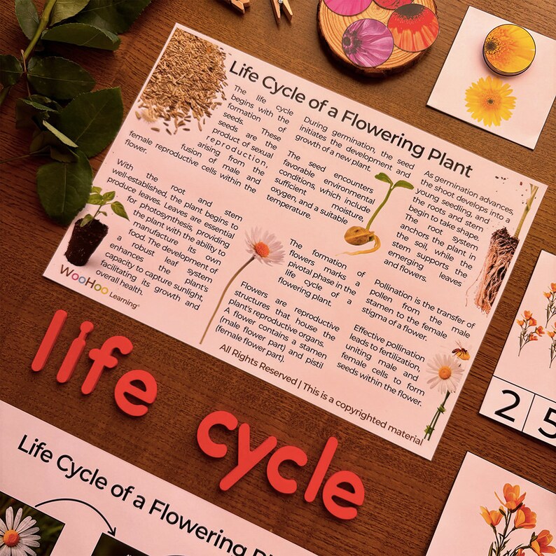 Flowering Plant Life Cycle Unit Study Flowering Plant Stages Life Cycle ...