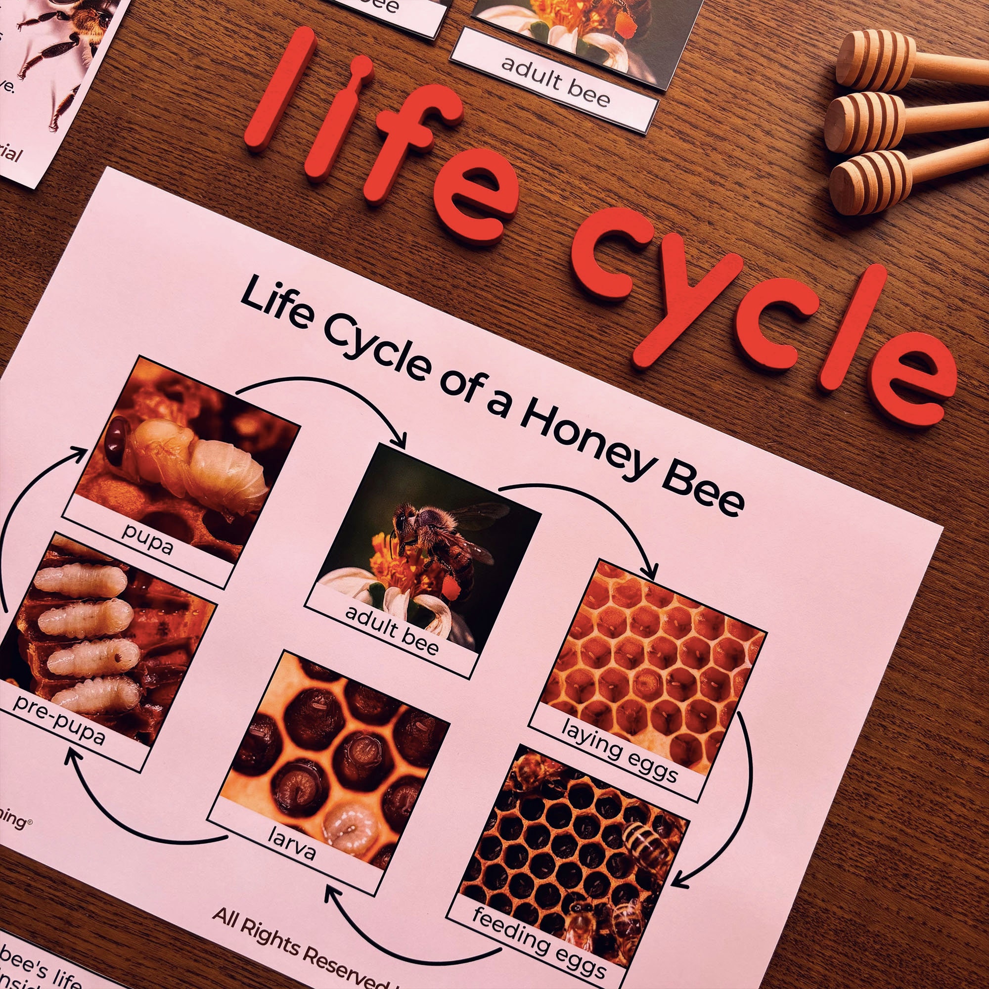 Honey Bee Life Cycle Bee Life Cycle Poster Life Cycle of the Honey Bee ...