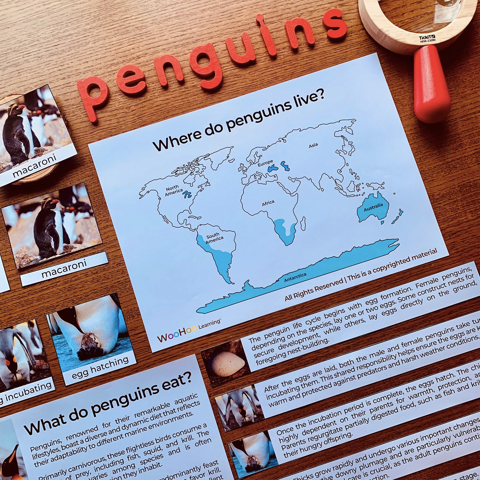 Penguins Unit Study Penguins Mini Unit Penguin Species Penguin Life ...