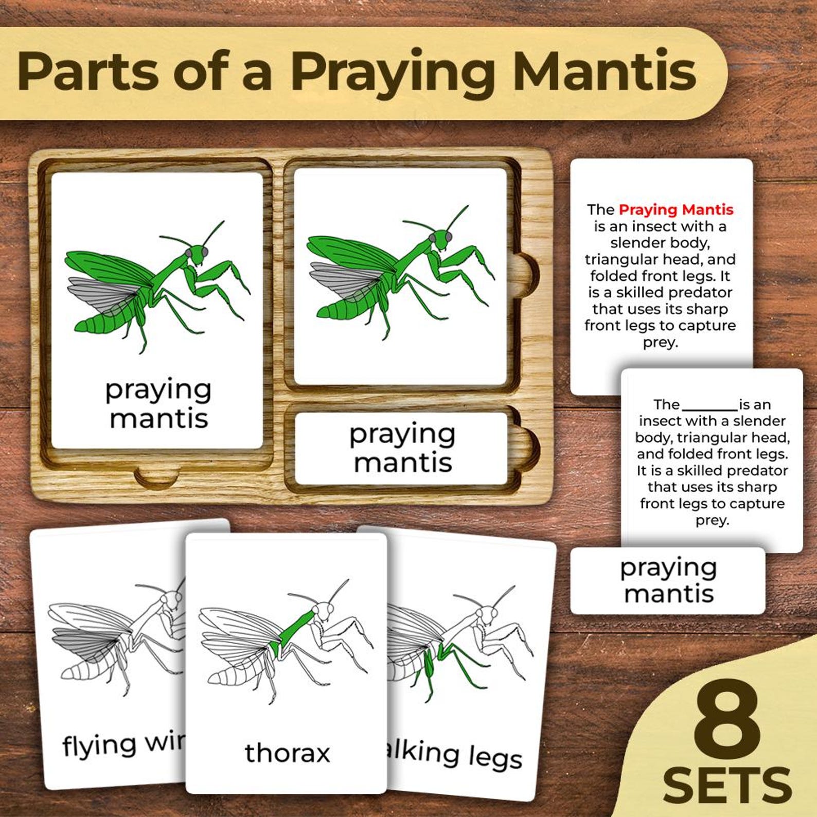 Parts of a Praying Mantis Insect Mantis Anatomy Cards Praying Mantis ...