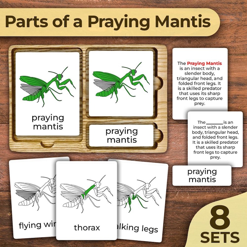 Parts of a Praying Mantis Insect Mantis Anatomy Cards Praying Mantis ...