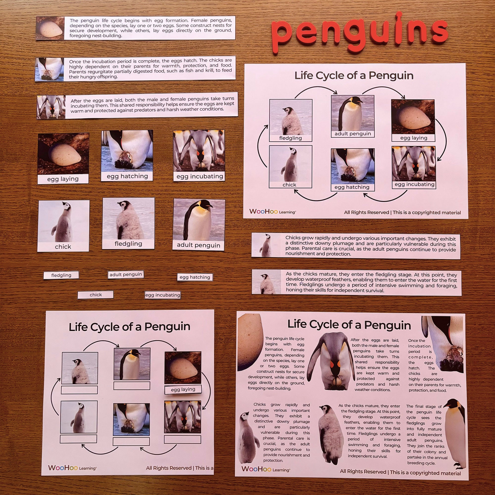 Penguins Life Cycle of a Penguin Life Cycle Unit Study Life Cycle of a ...