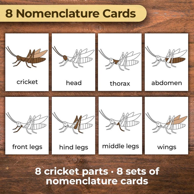 Parts of a Cricket Insect Anatomy Parts of a Cricket Body Parts ...
