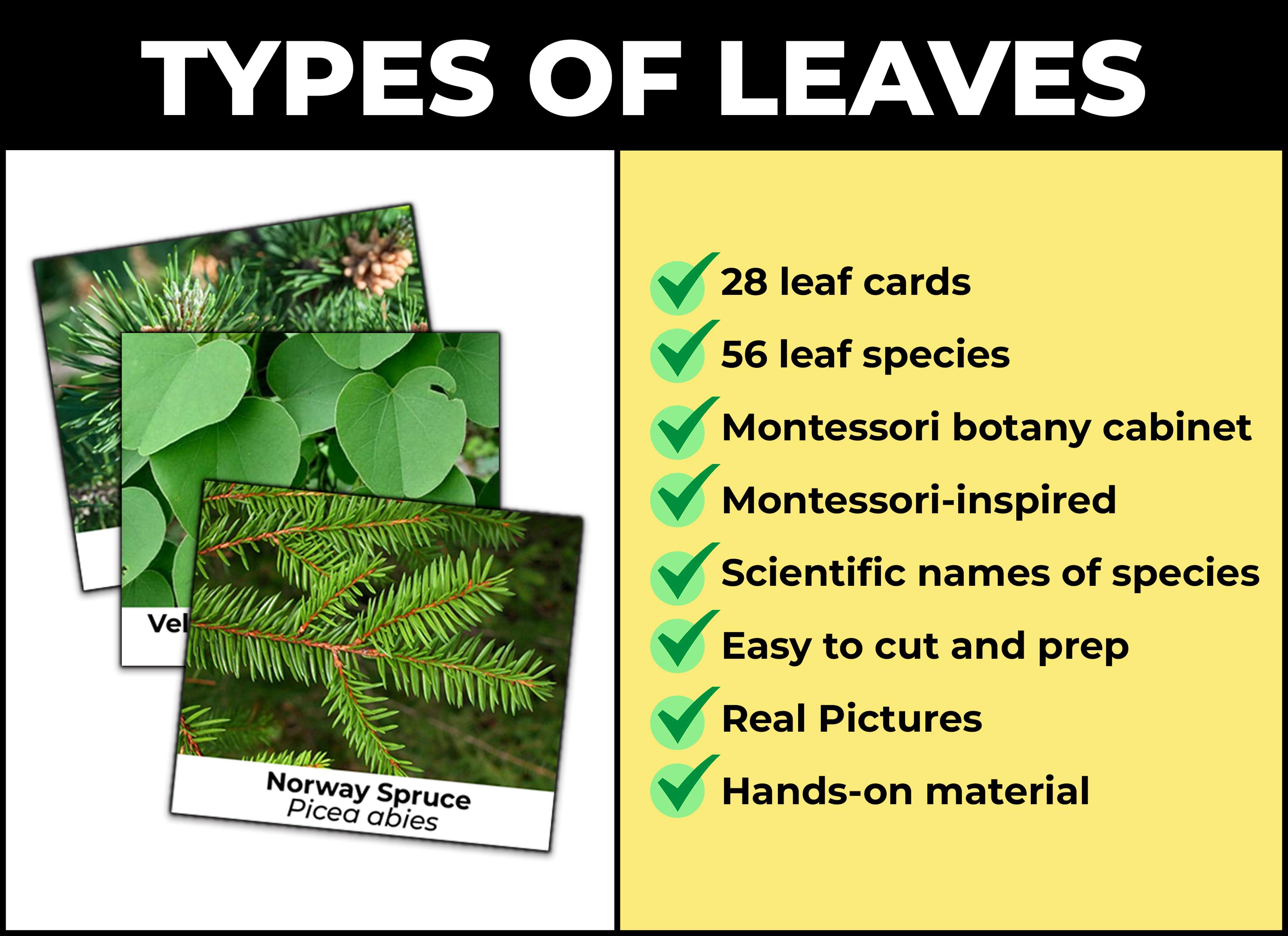 Types of Leaves | Leaf Shape, Identification | Botany Leaf Arrangement ...