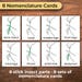 Parts of a Stick Insect Body Parts Anatomy of a Walking Stick Anatomy ...