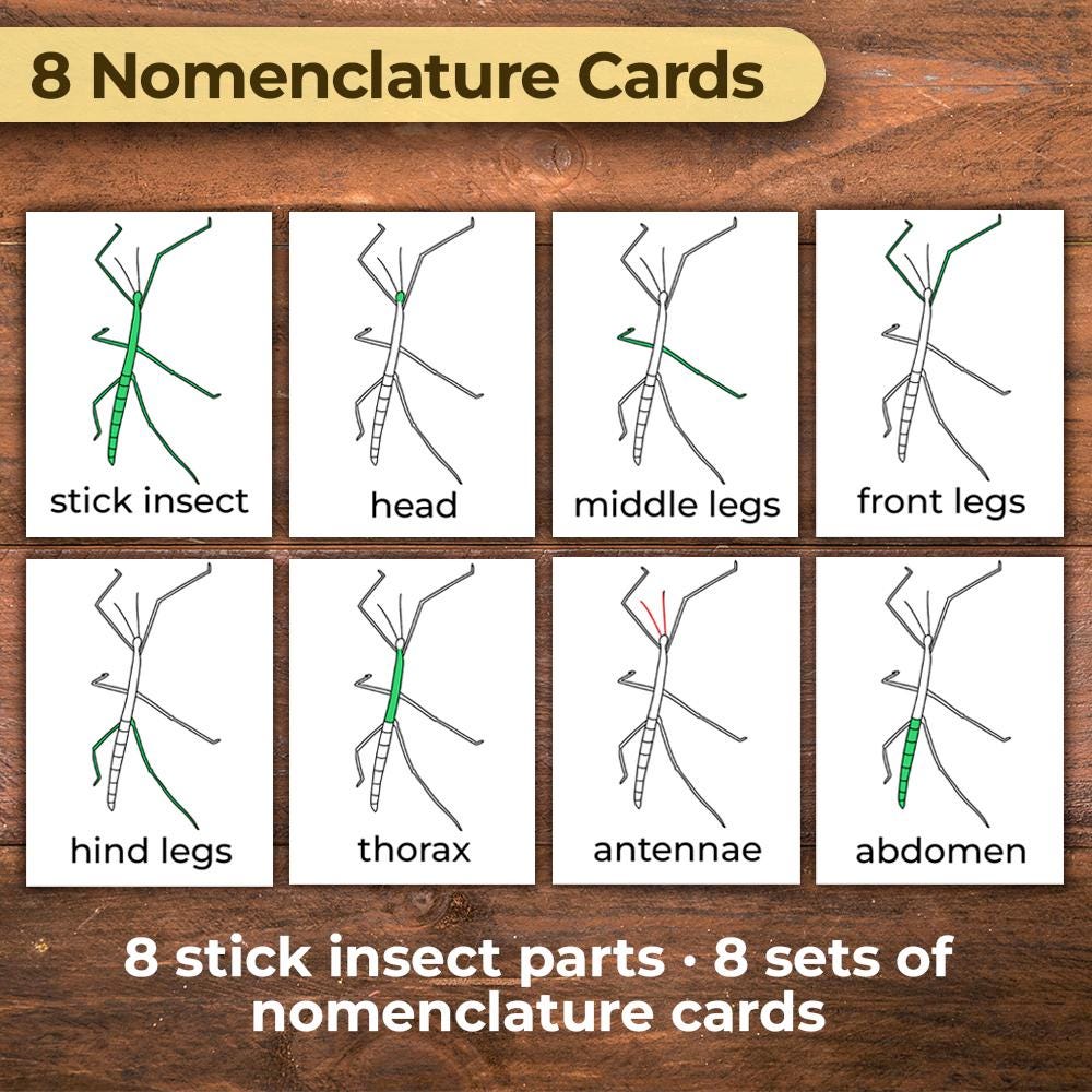 Parts of a Stick Insect Body Parts Anatomy of a Walking Stick Anatomy ...