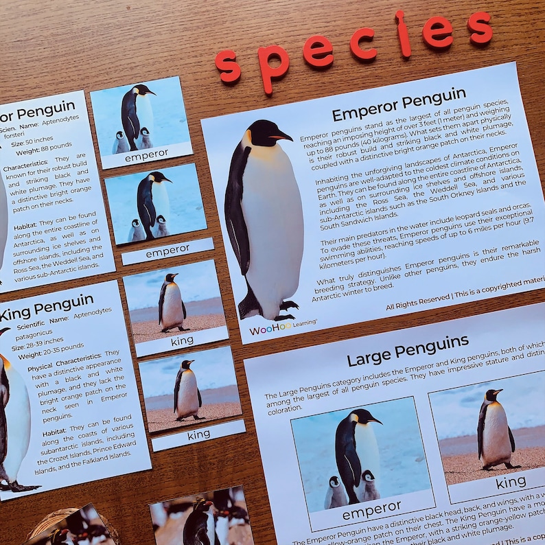 Penguin Species Penguin Identification Penguins Species Unit Study ...