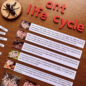Ants Life Cycle Ant Life Cycle Stages Ants Life Cycle Poster Charlotte ...