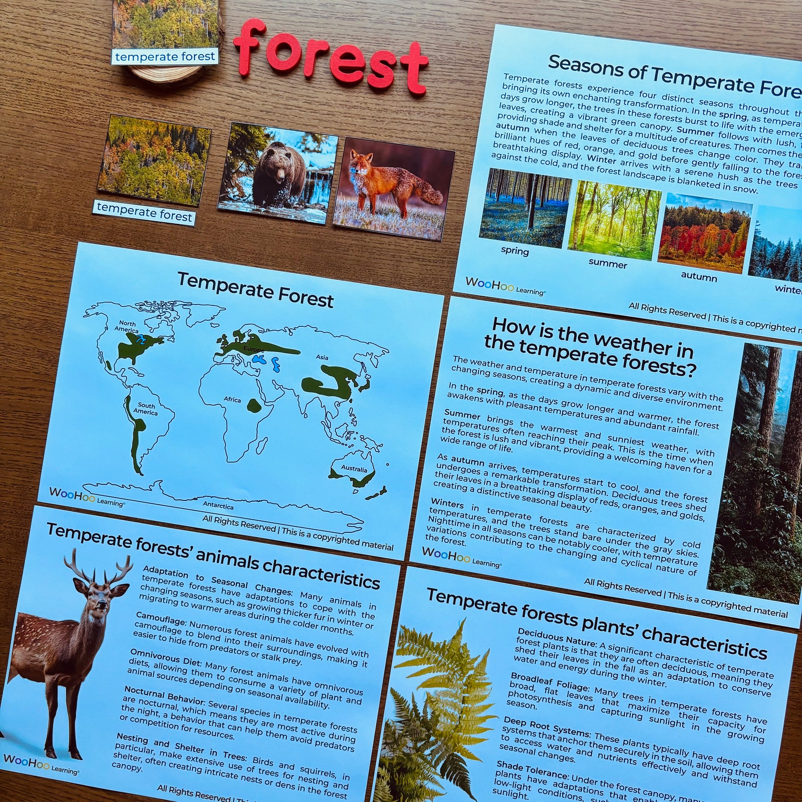 Temperate Forest Habitat Unit Study Temperate Forest Biome All About ...