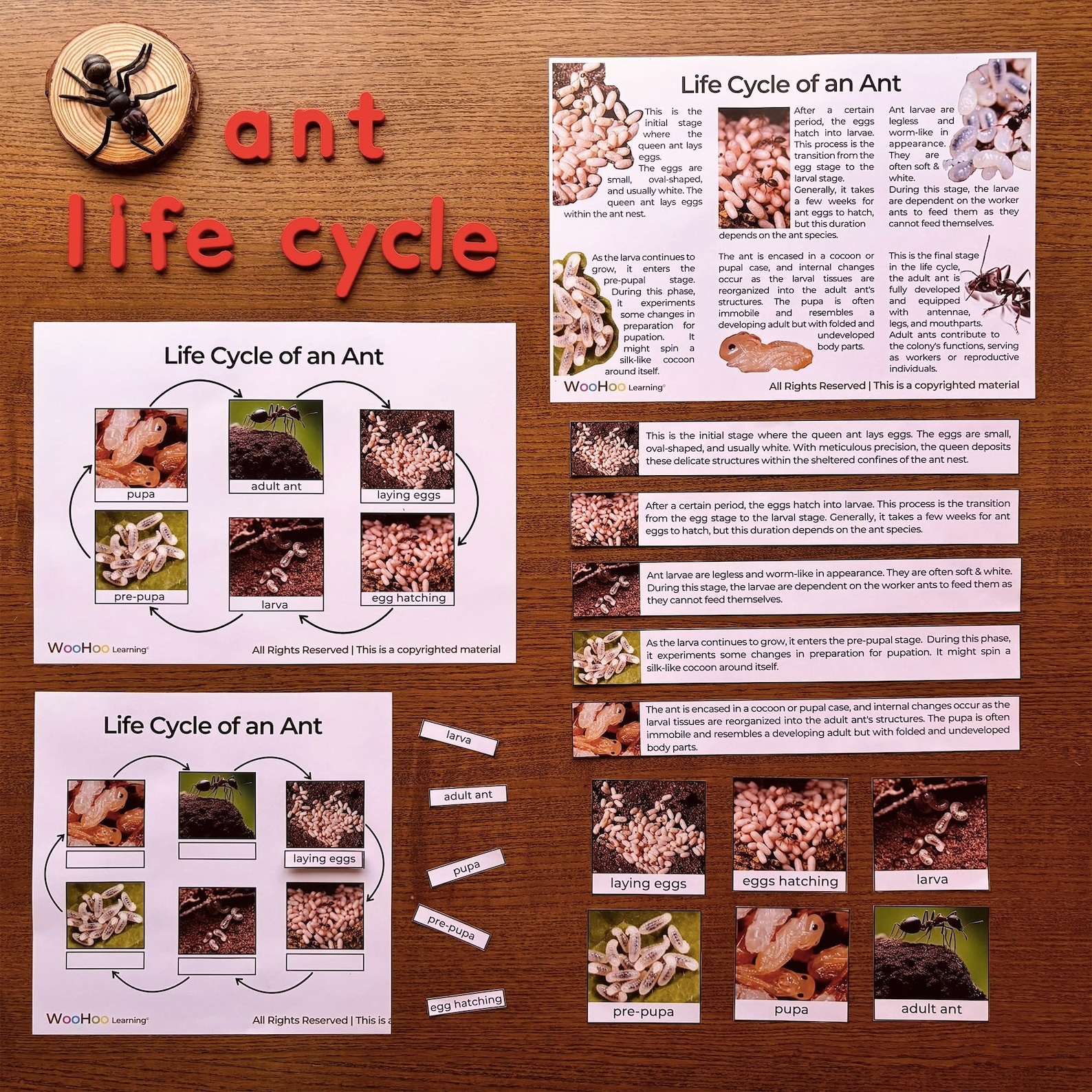 Ants Life Cycle Ant Life Cycle Stages Ants Life Cycle Poster Charlotte ...