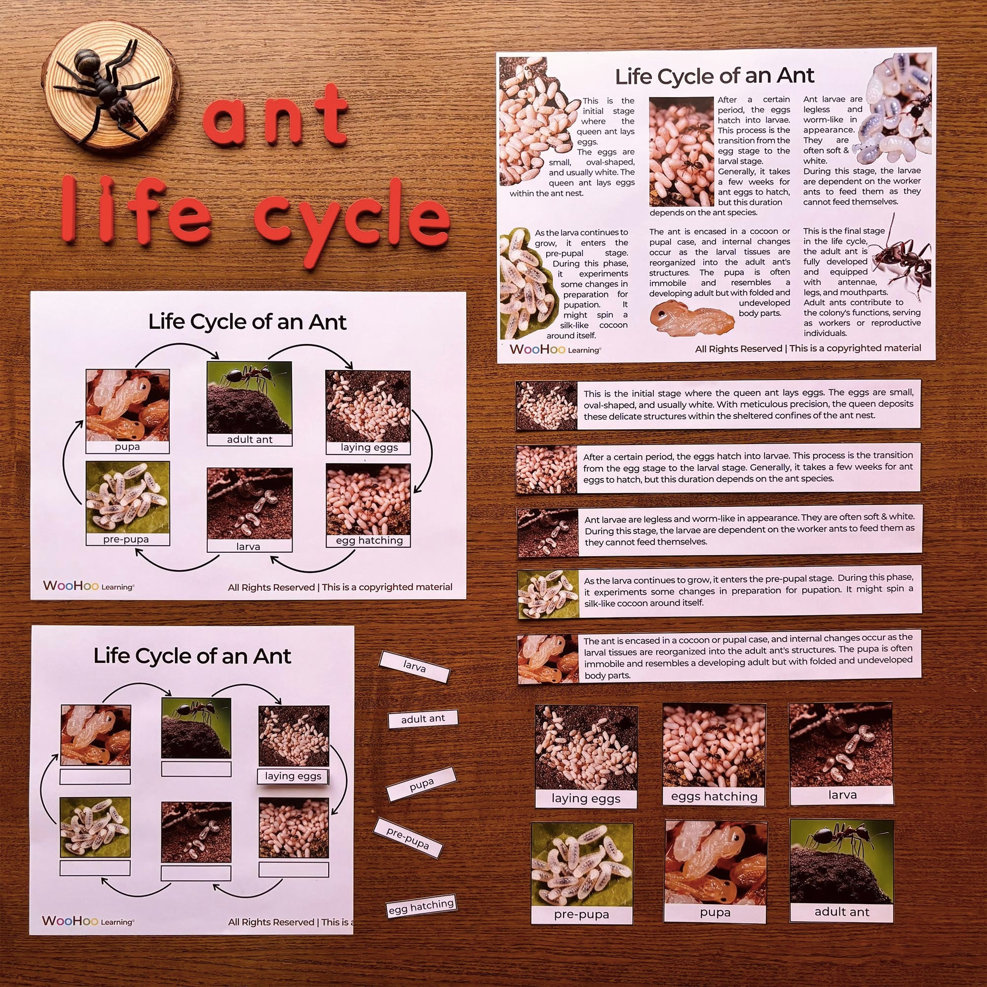 Ants Life Cycle Ant Life Cycle Stages Ants Life Cycle Poster Charlotte ...