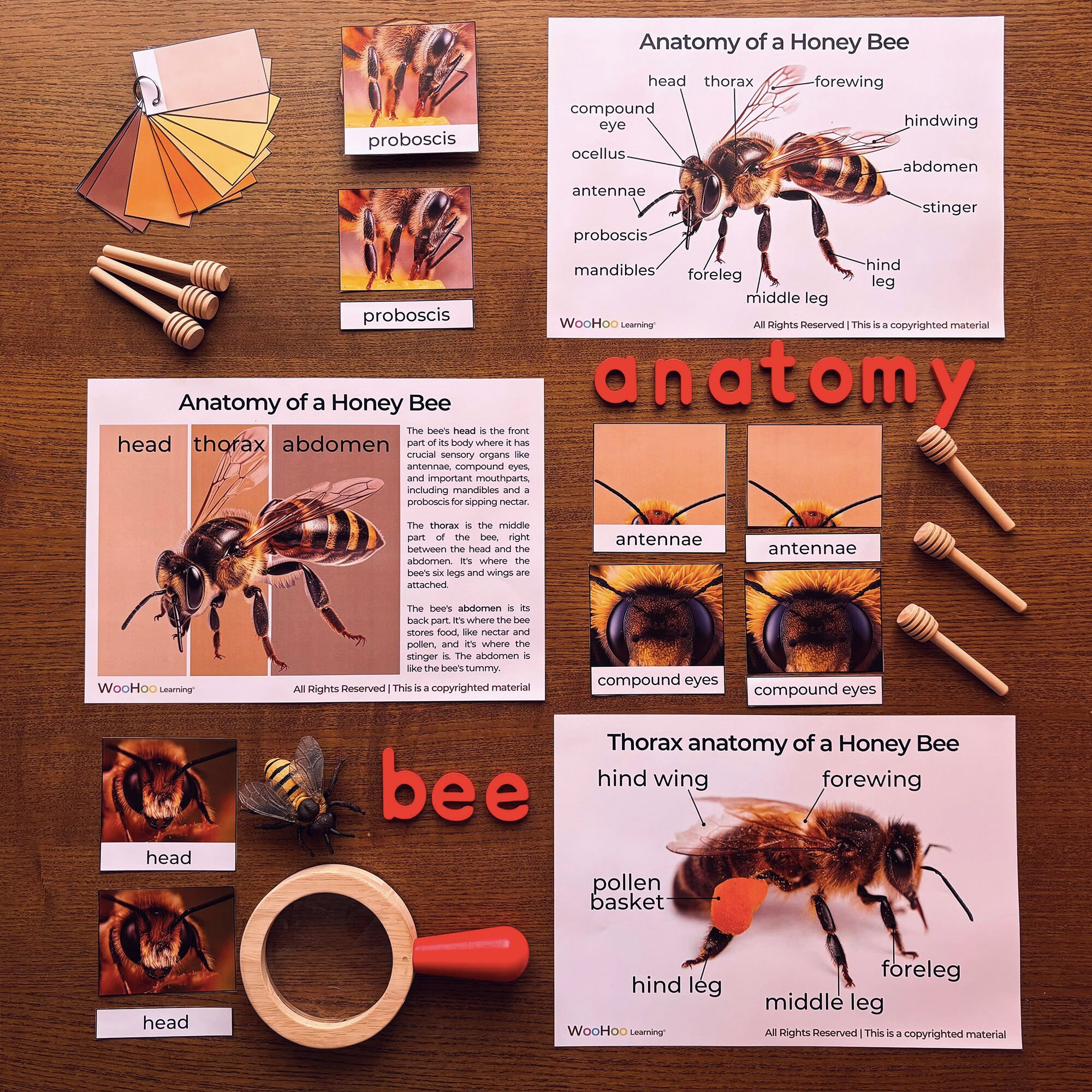 Honey Bee Anatomy Honey Bee Parts Anatomy of a Bee Parts of a Honey Bee ...