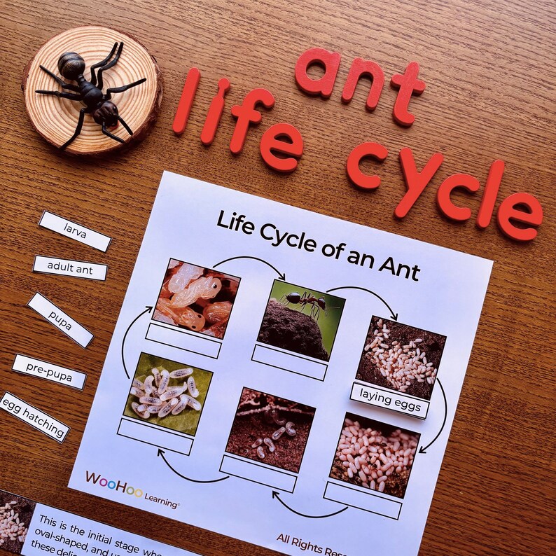Ants Unit Study Ants Life Cycle Ants Anatomy Ant Unit Study for Kids ...