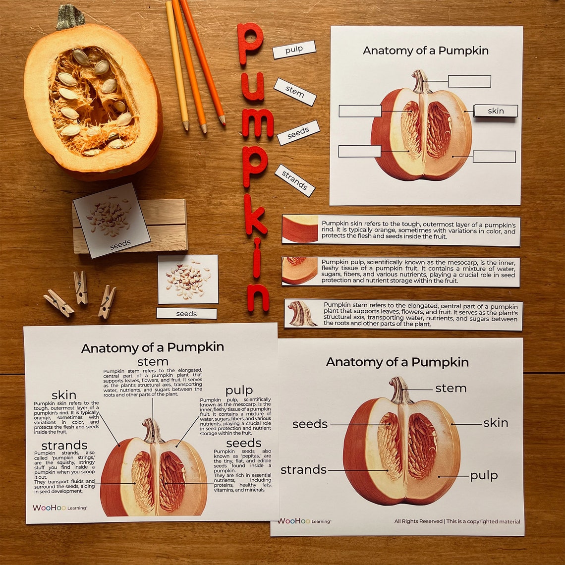 Pumpkin Unit Study Pumpkin Life Cycle Pumpkin Anatomy Montessori ...