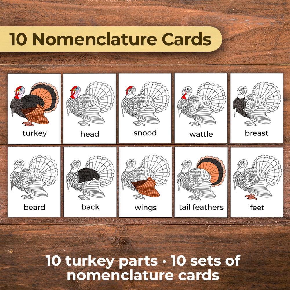 Turkey Anatomy Parts of a Wild Turkey Nomenclature Cards Tom Turkey ...