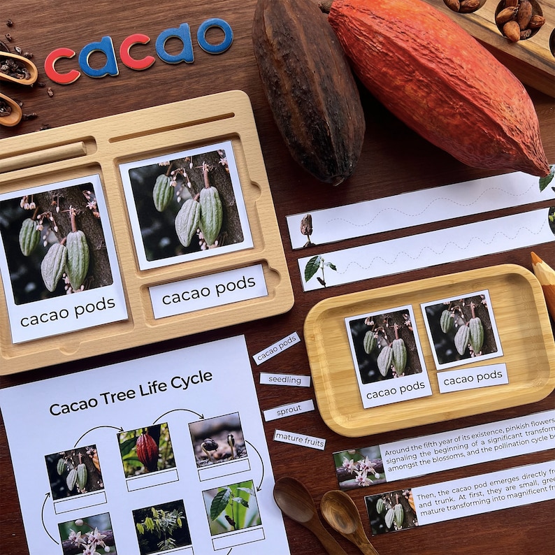 Cacao Tree Life Cycle Cacao Plant Life Cycle Cacao Life Cycle Printable ...